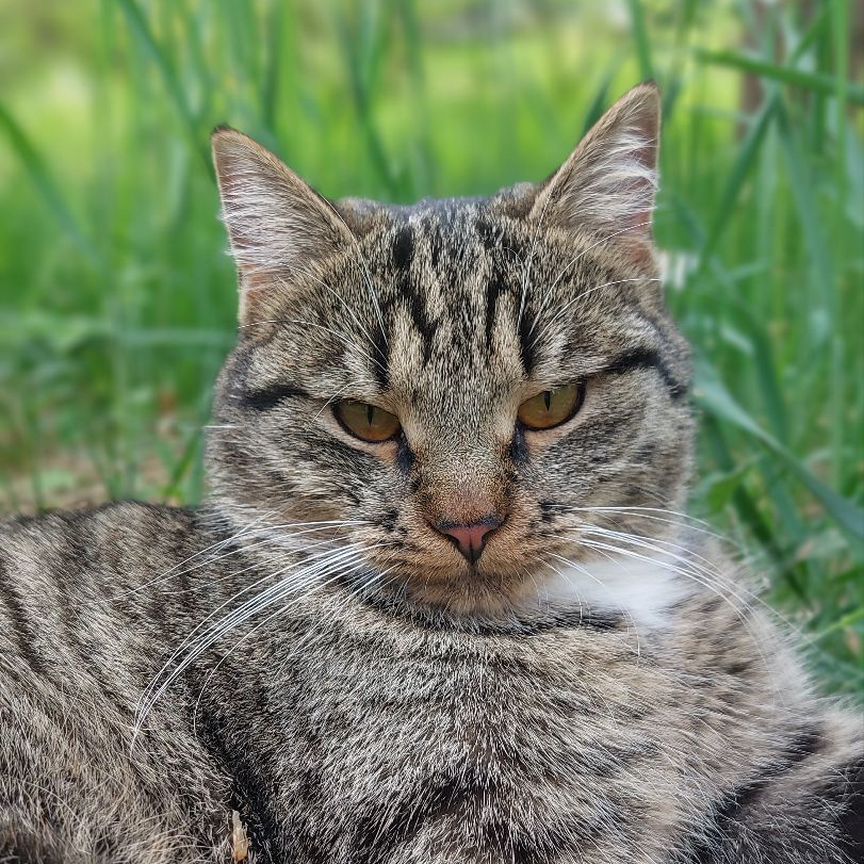 Кот вязка