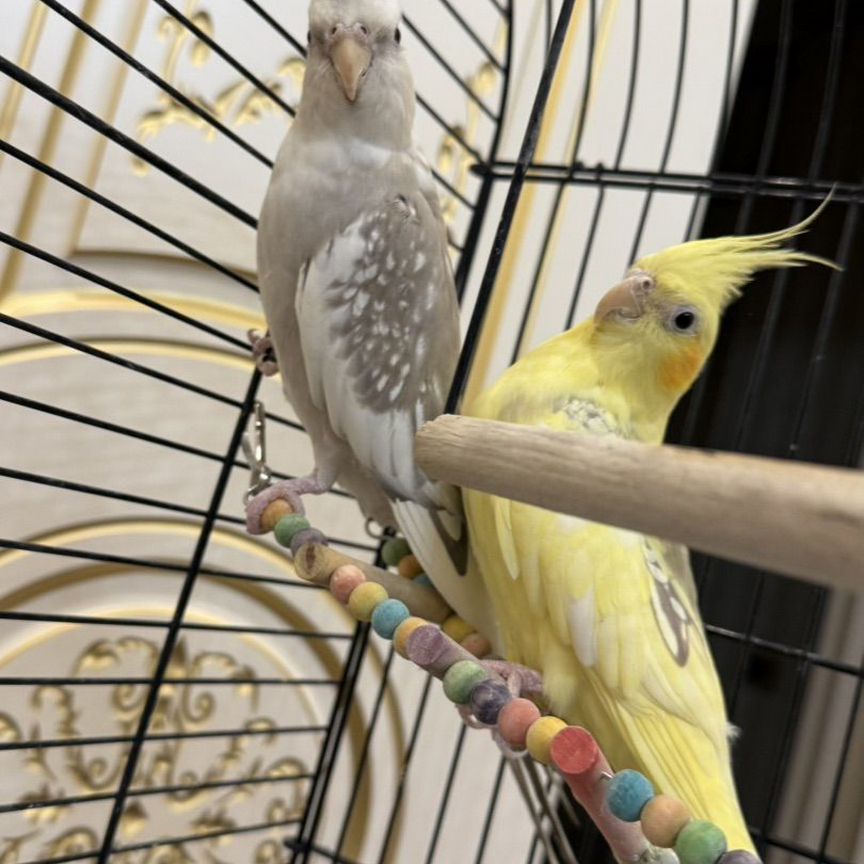 Попугай кореллы с клеткой