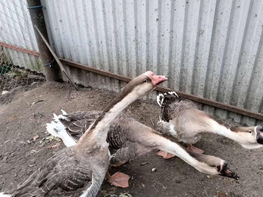 Гуси кубанские