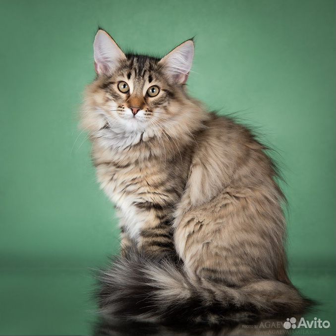Норвежский лесной котенок
