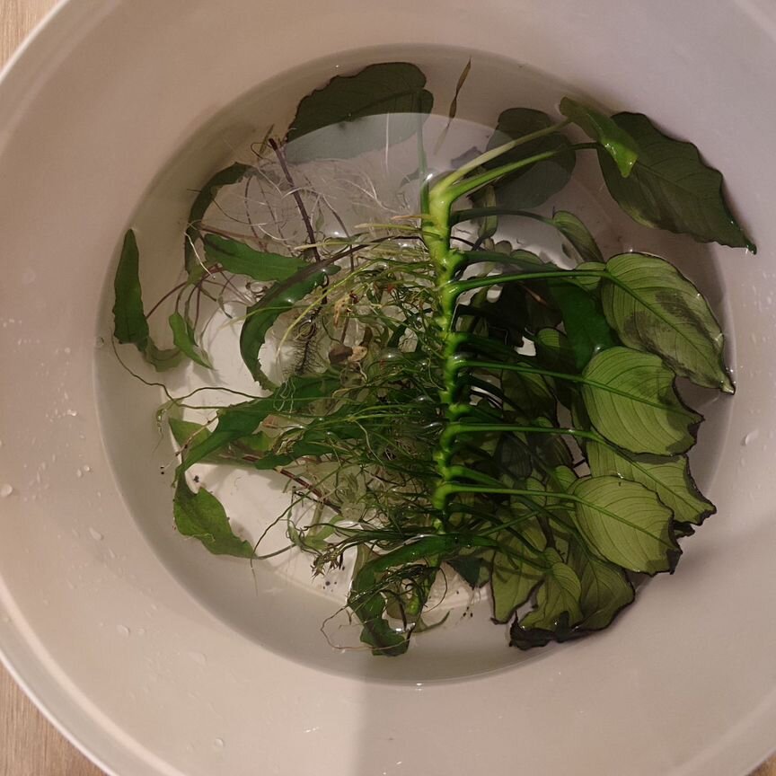 Аквариумное растение