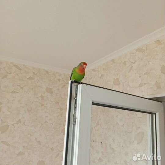 Попугай неразлучник