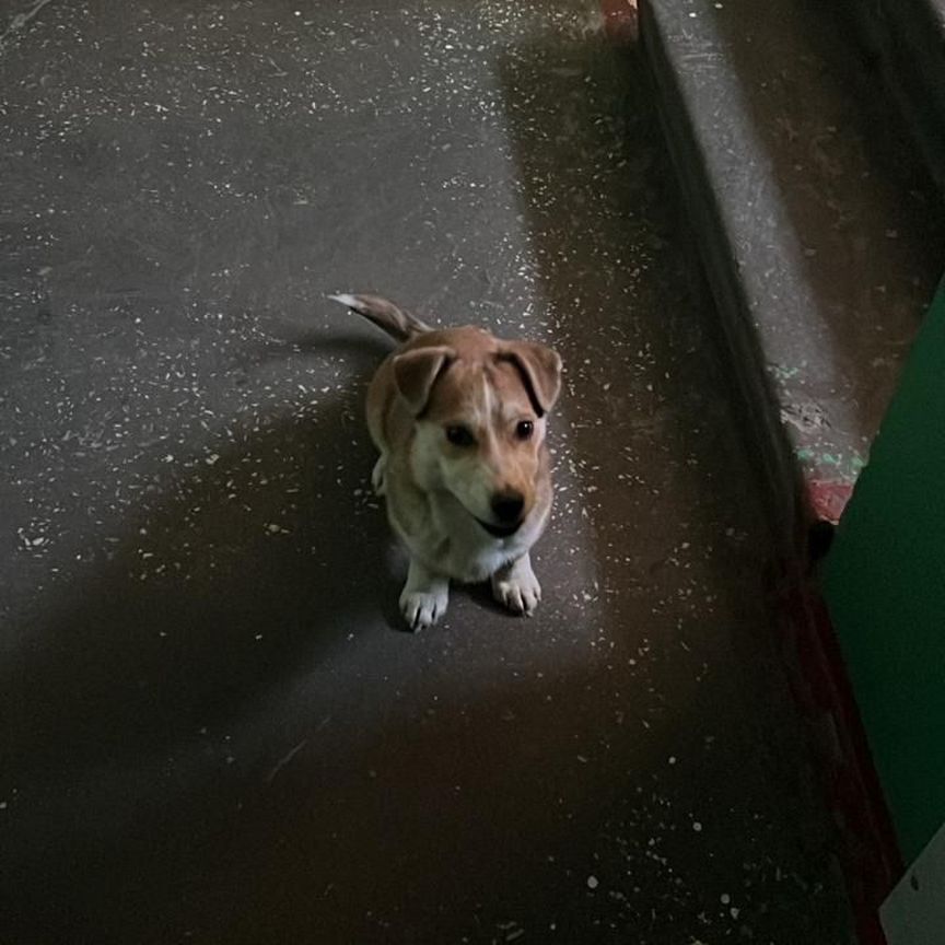 Щенок в добрые руки