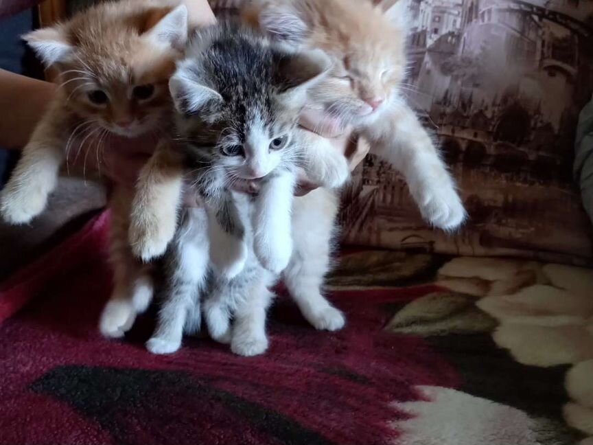 Кошка
