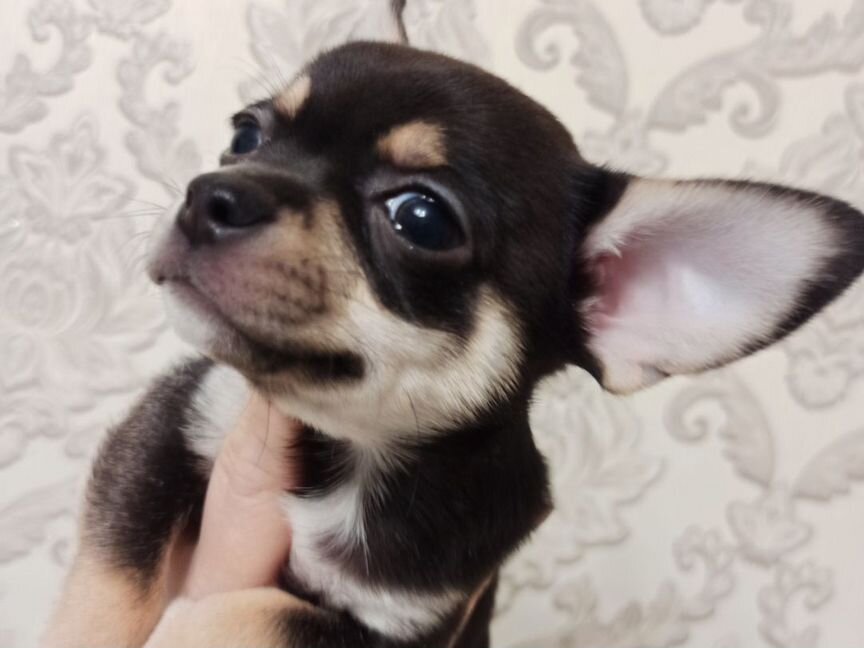 Очаровательный малыш чихуахуа