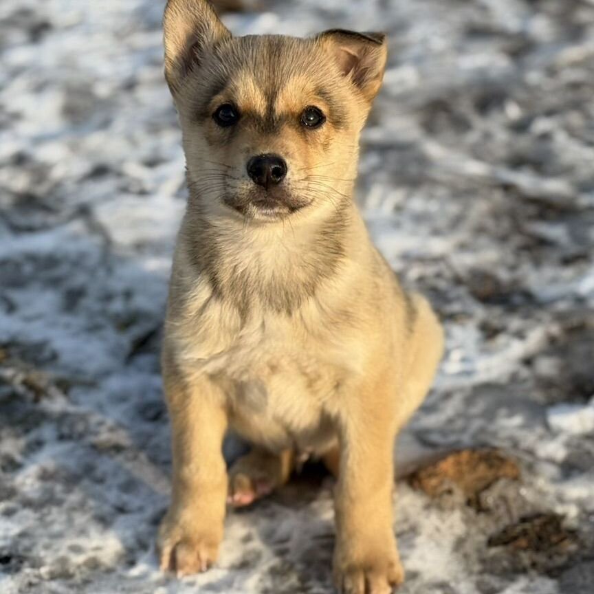 Щенок в добрые руки