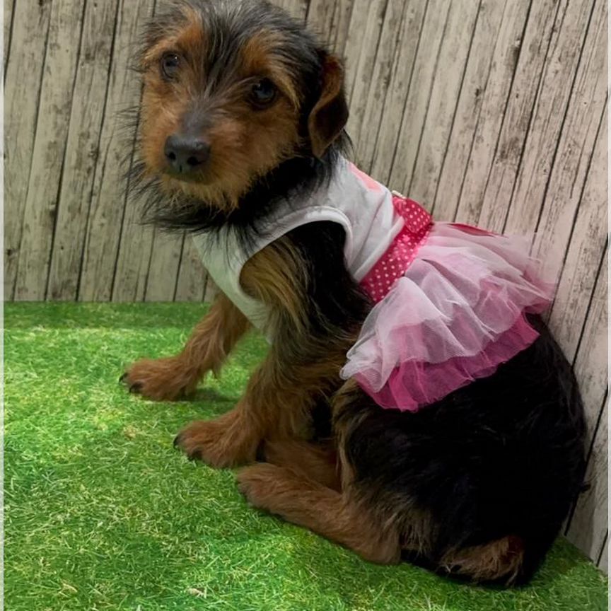 Йоркширский терьер, взрослая собака