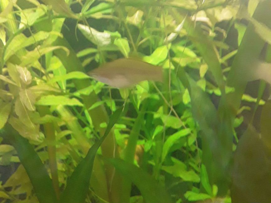 Аквариумные рыбки