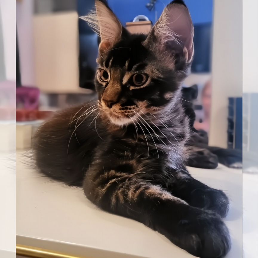 Мейн-кун котёнок