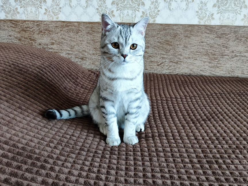Шотландский кот