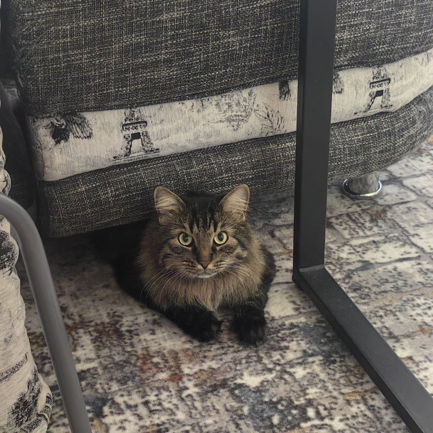Котя в добрые руки