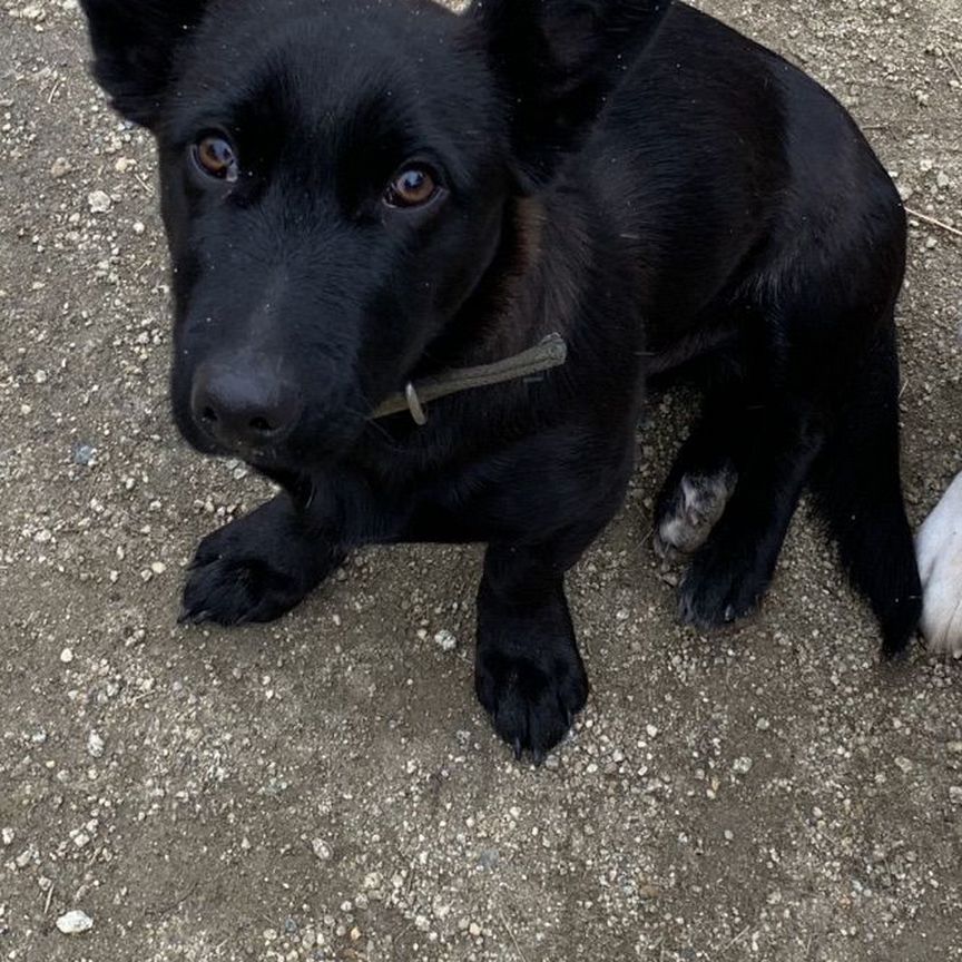 Мелкаш Бруно (щенок)