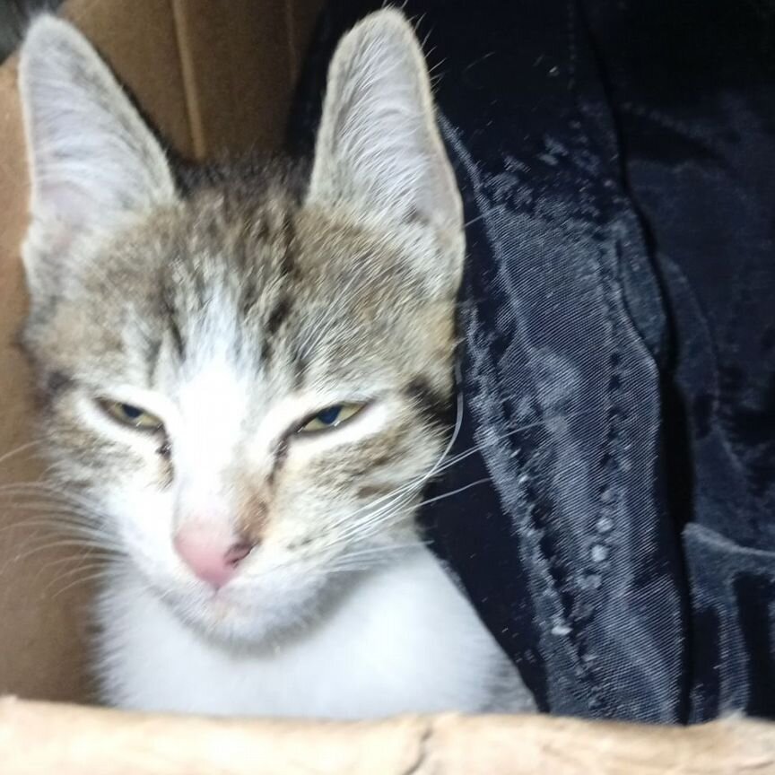 Котёнок в добрые руки