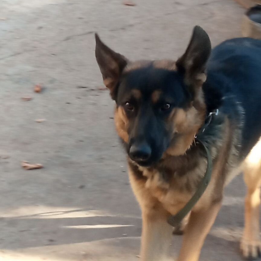 Домашние животные собаки в добрые руки