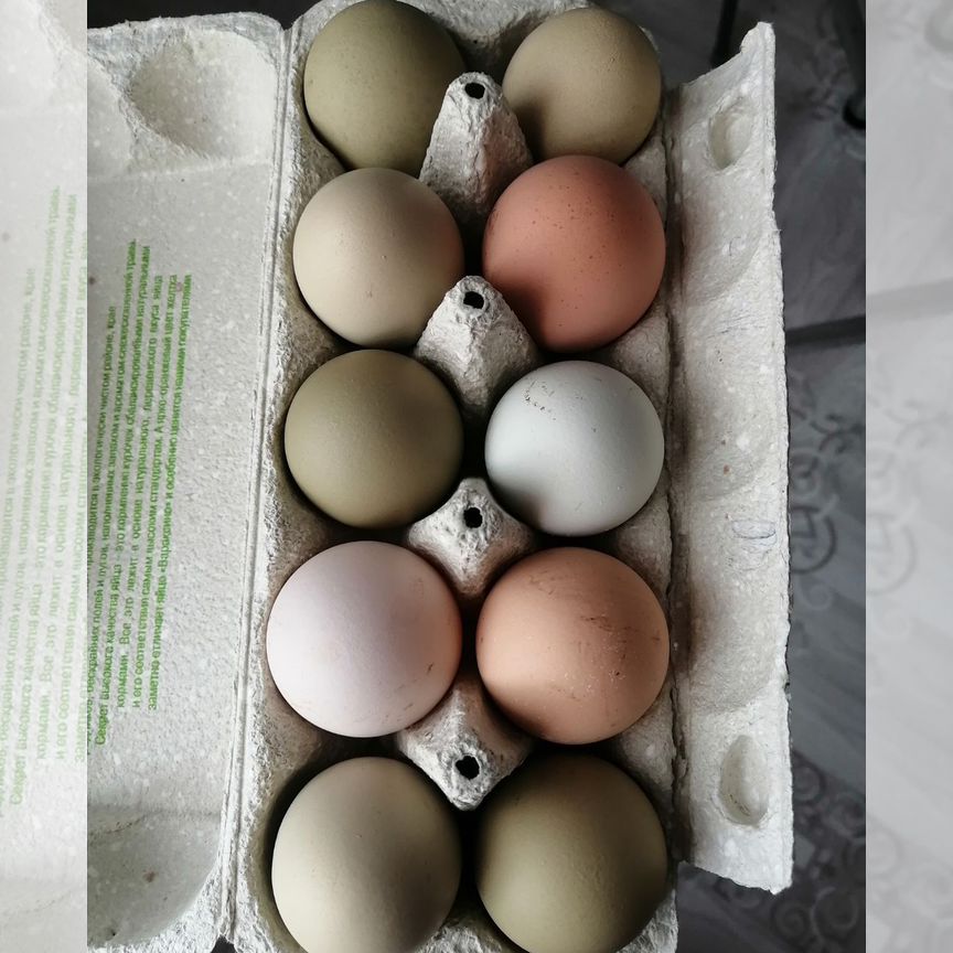 Инкубационное яйцо кур породы доминант