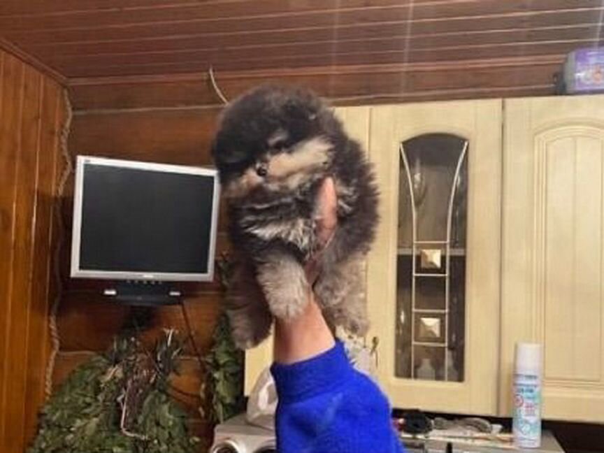 Супер мини померашка