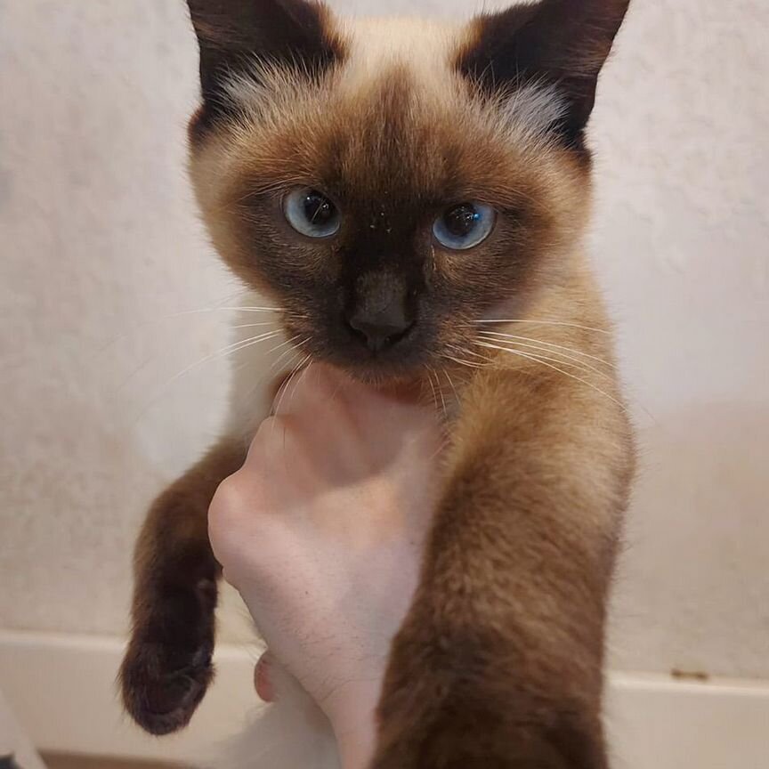 Тайский котенок Сьюзи 5 месяцев в добрые руки