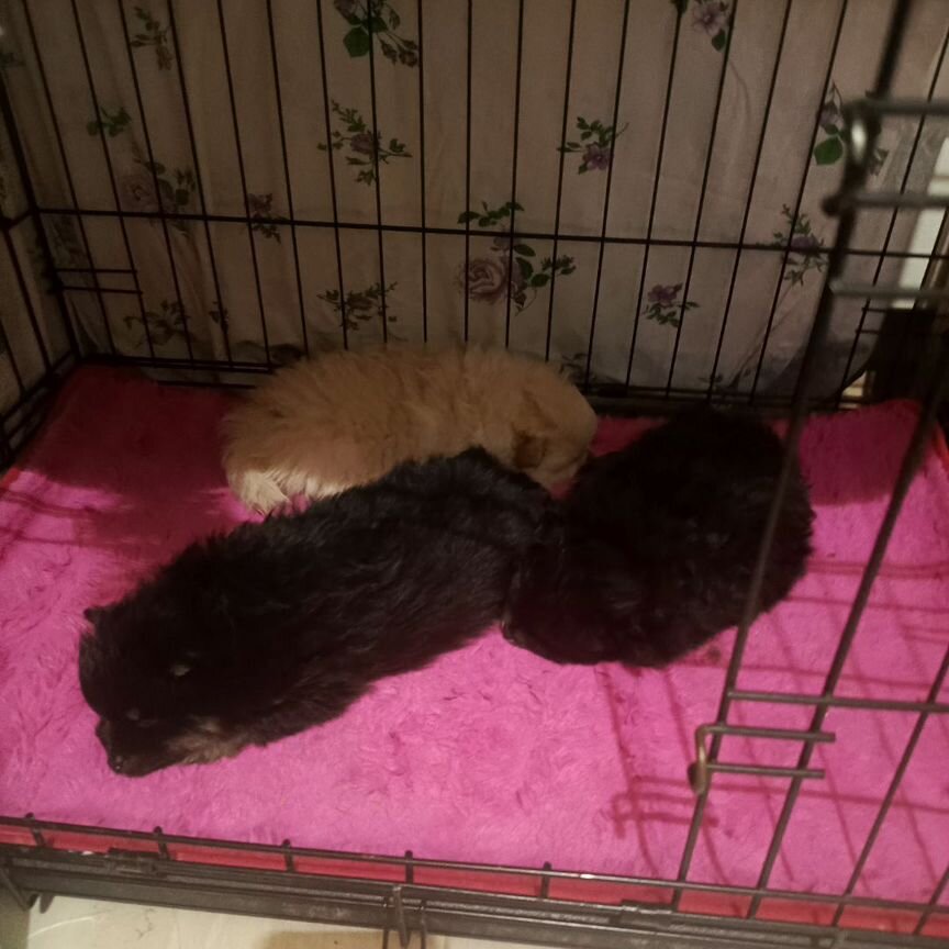 Щенки шпицы чистокровные