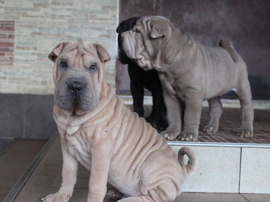 Шар-пусики хорсы и браши