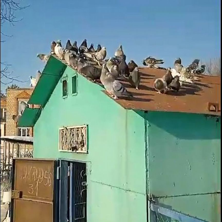 Голуби турецкая такла