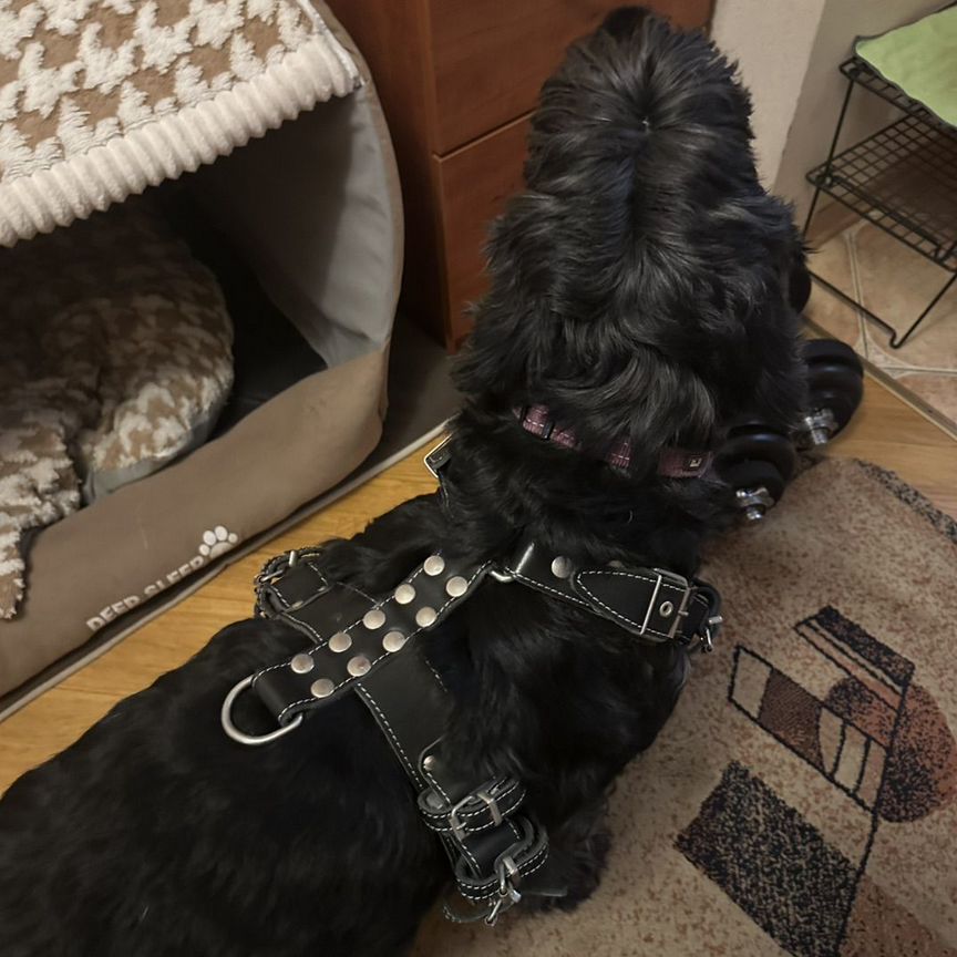 Шлейка с грузами для тренировок