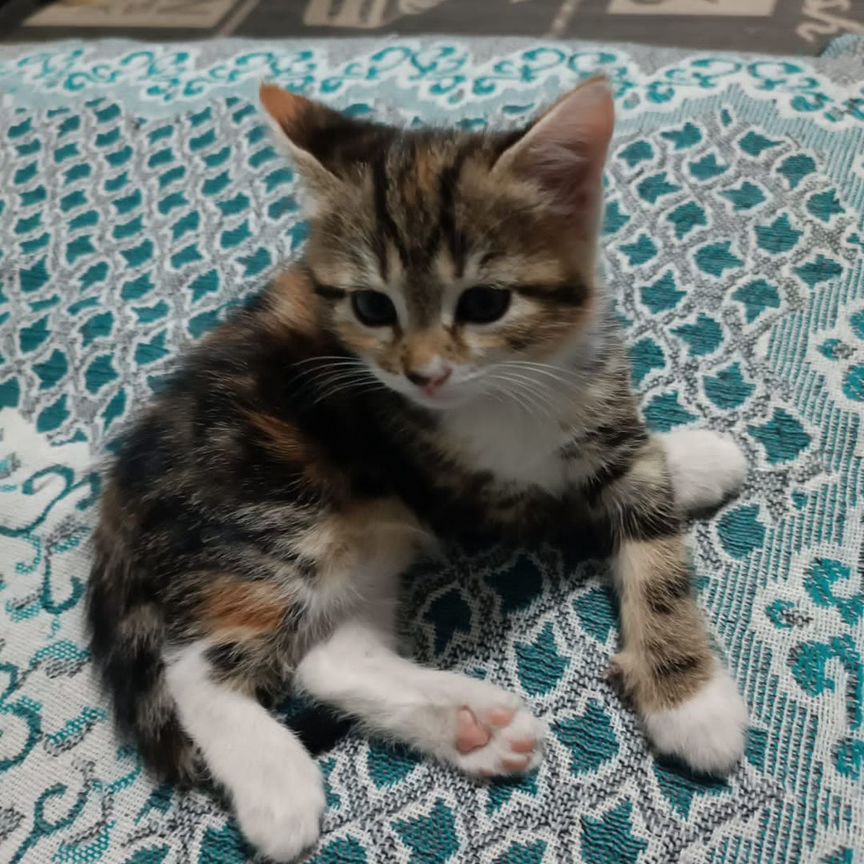 Котята едят,знают туалет,игривые,ласковые