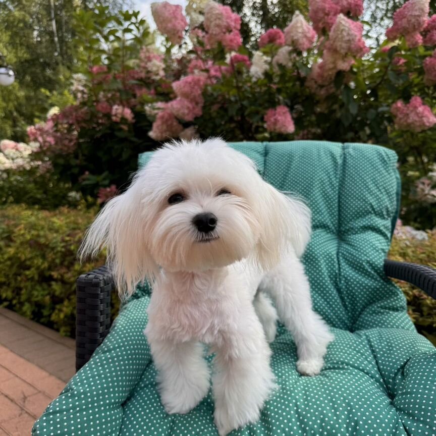 Мальтезе кобель в разведение