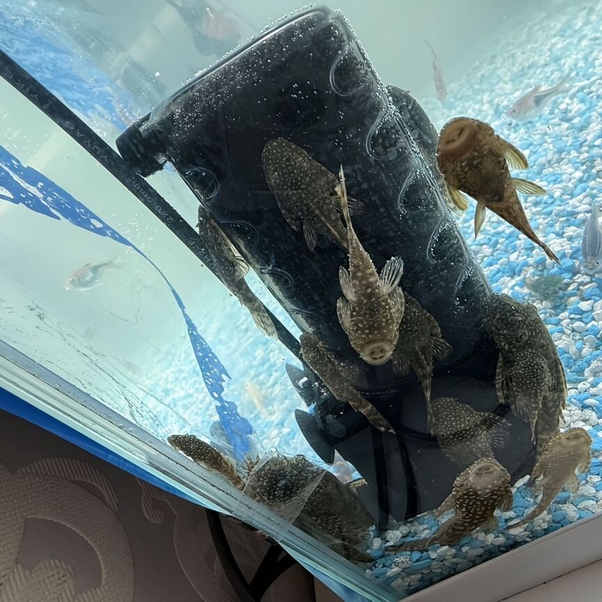 Сом анциструс