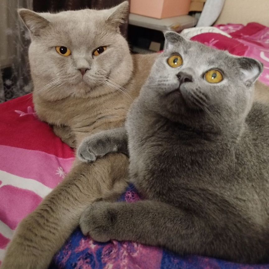 Британский кот на вязку