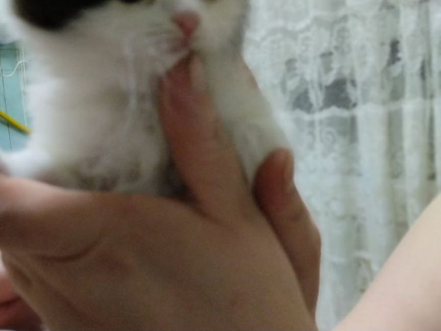 Отдам кота в добрые руки