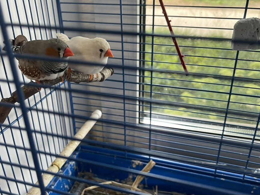 Амадины с клеткой