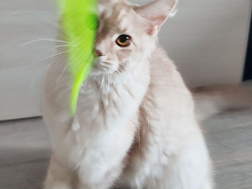 Мейн-кун полидакт