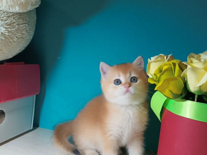 Британские котята золотая шиншила