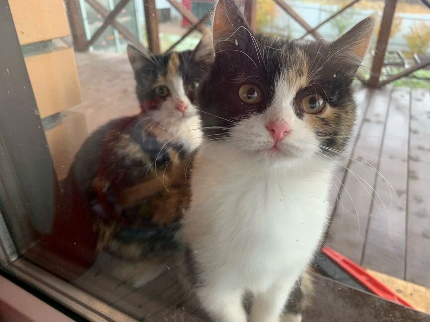 Котята