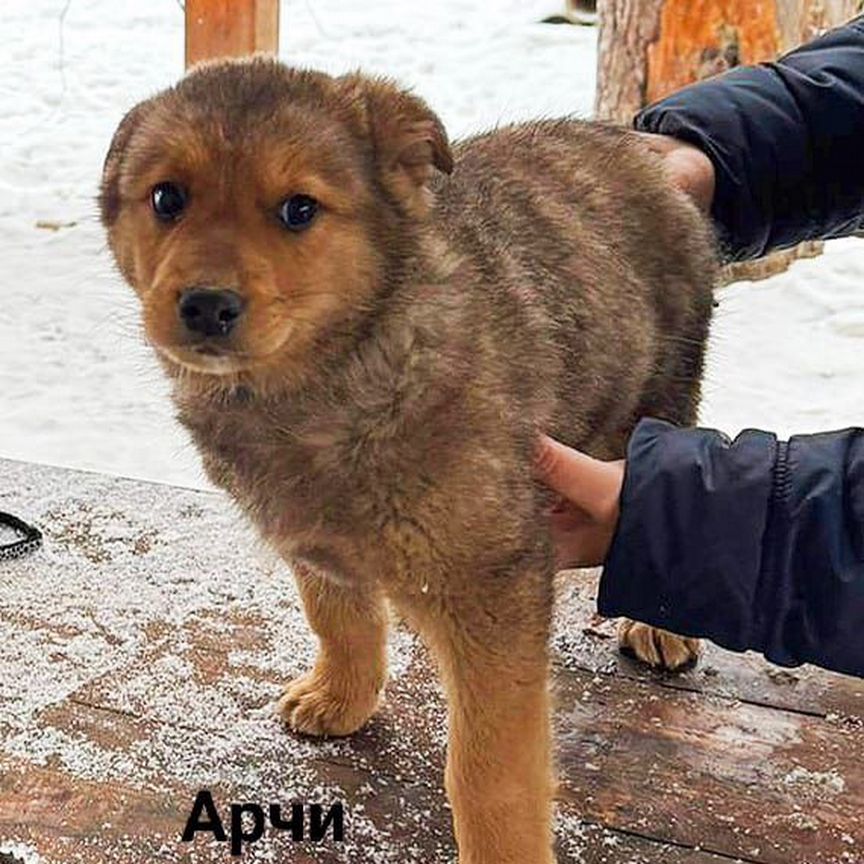 Щенок в дар