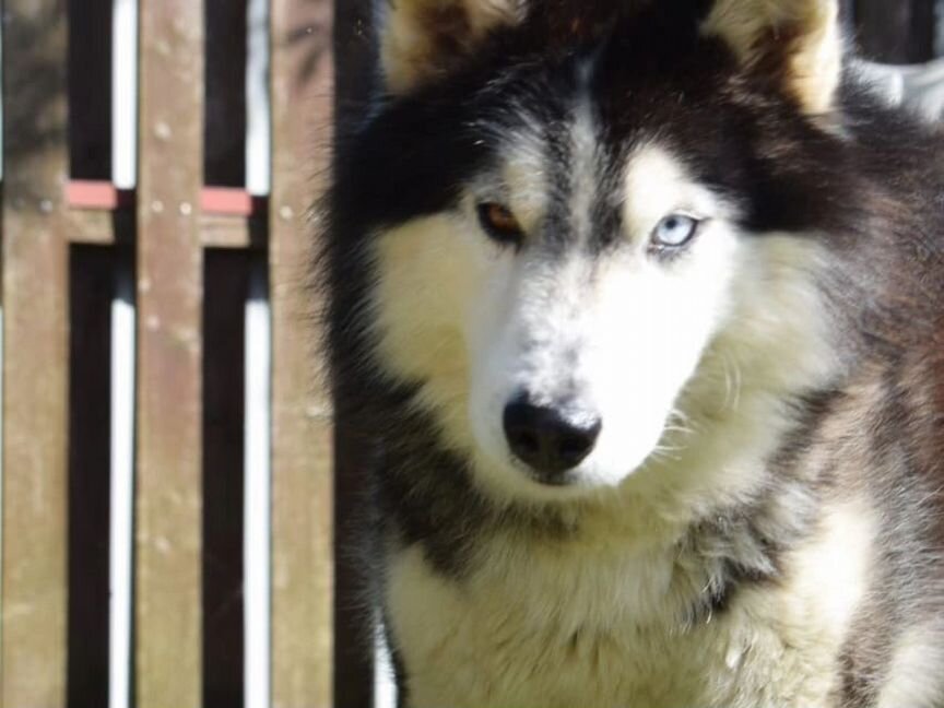 Собаки из приюта: Один, хаски, небольшой