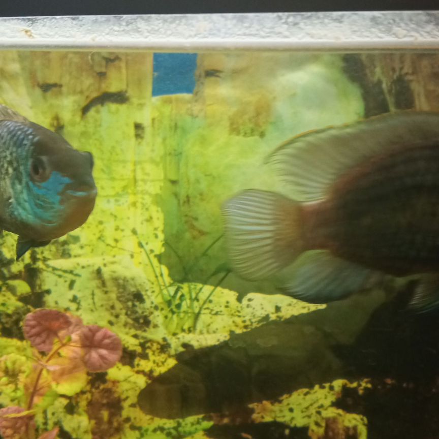 Наннокара неоновая