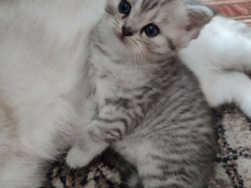 Британские котята