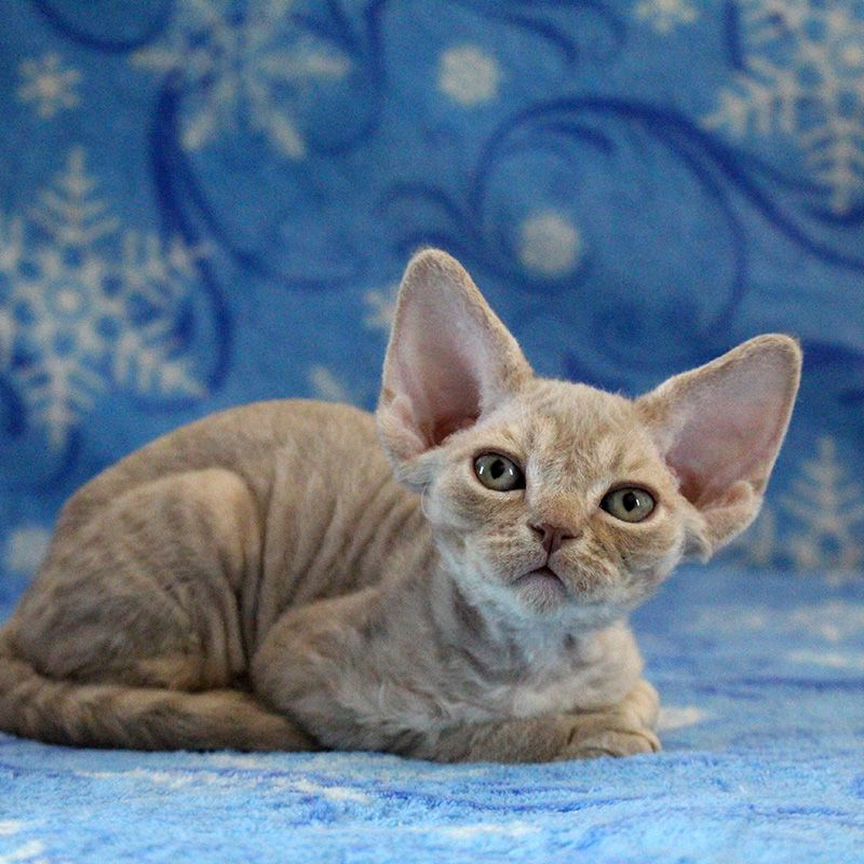 Котята девон-рекс с документами WCF