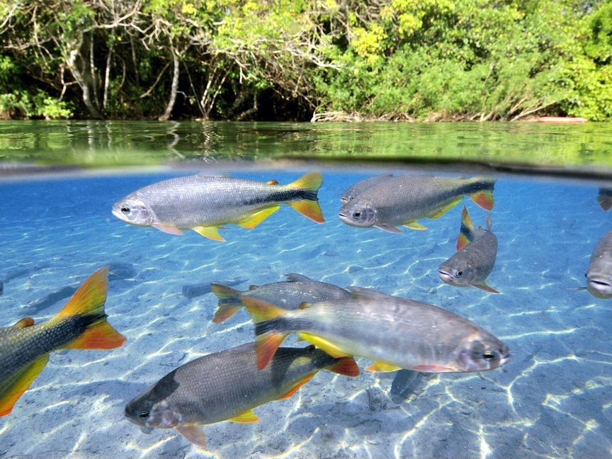 Рыбий жир кормовой