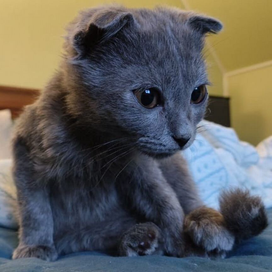 Шотландский вислоухий котеночек