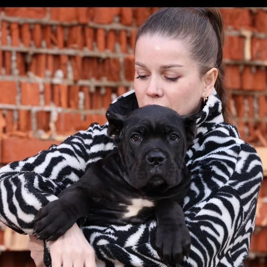 Парень Кане корсо 3 месяца