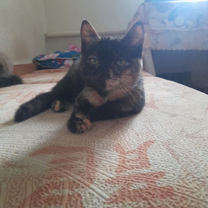Котенок