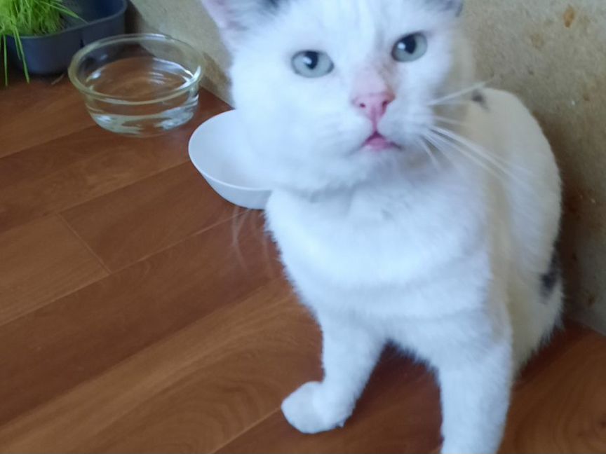 Котик в добрые руки
