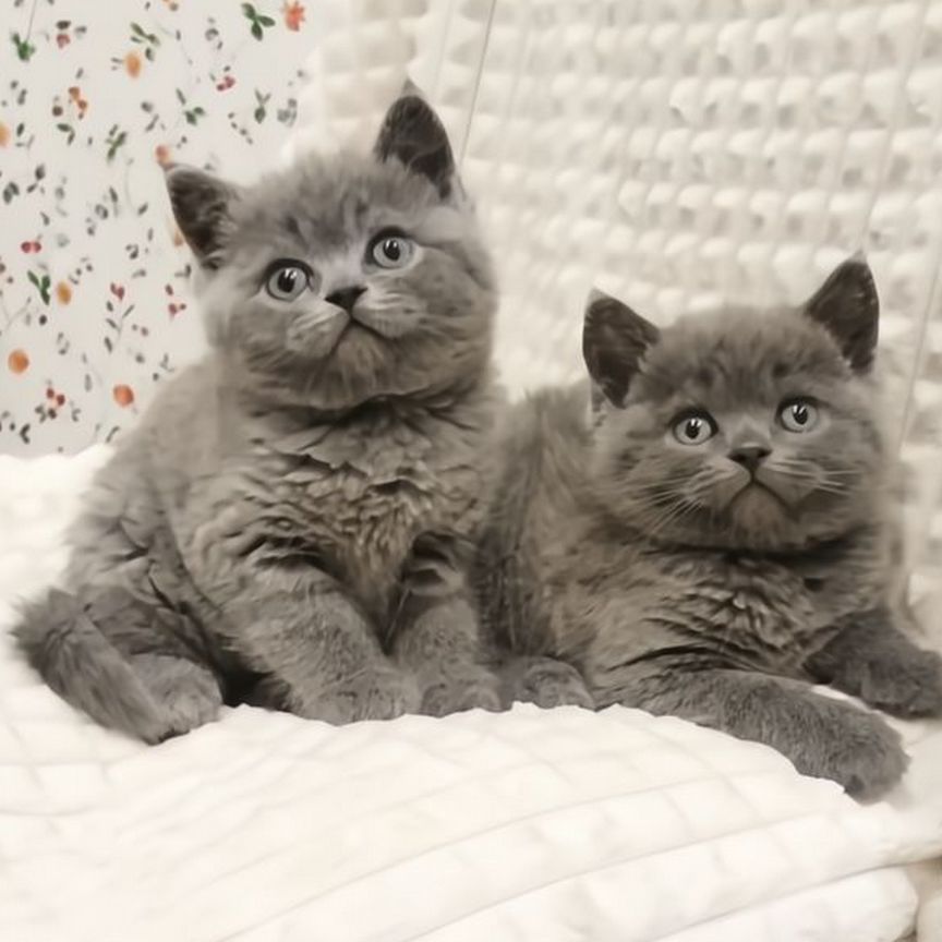 Британский короткошёрстный котёнок