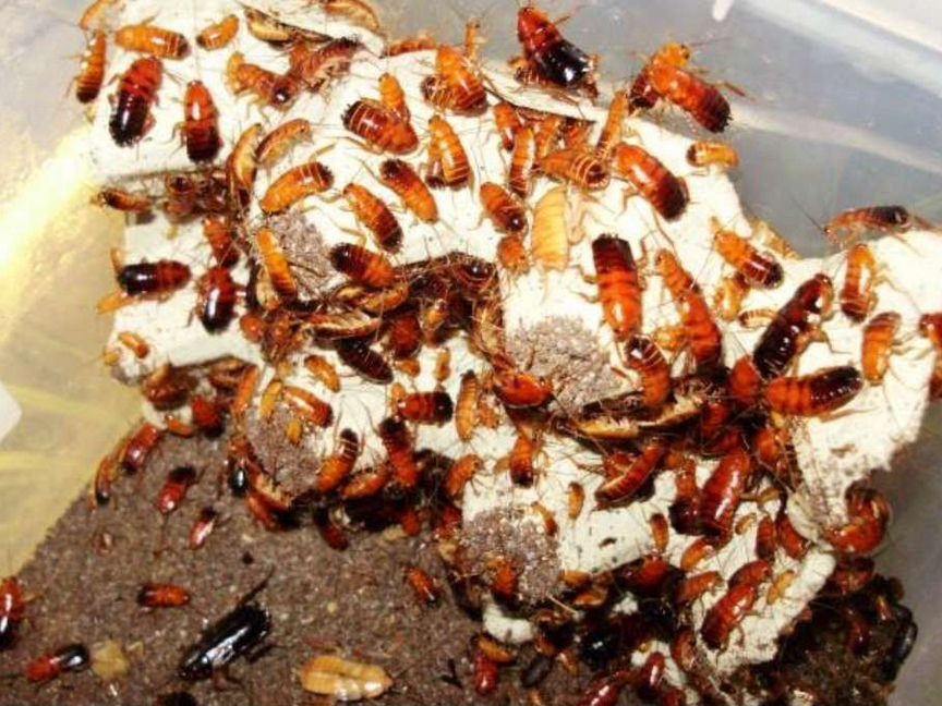 Кормовой туркменский таракан