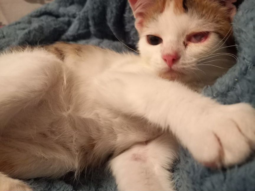 Котенок девочка ищет семью