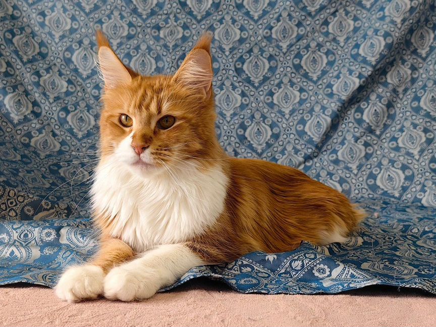 Шикарная кошка мейн-кун