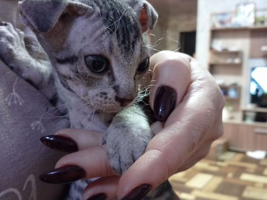 Канадский сфинкс вислоухий браш