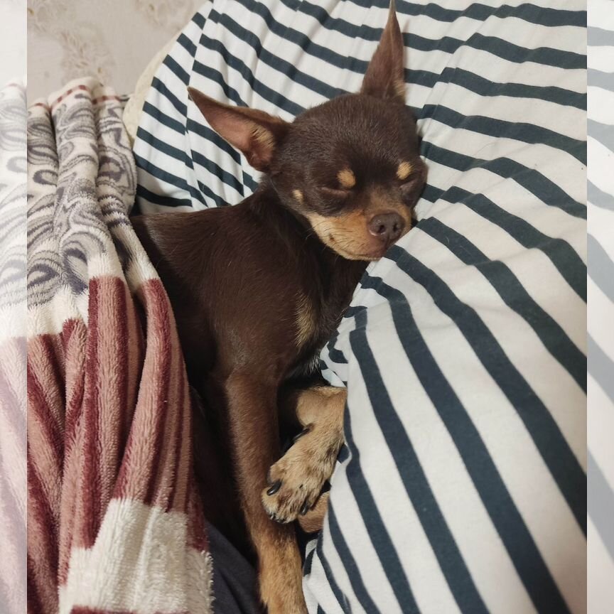 Русский той-терьер, взрослый пёс